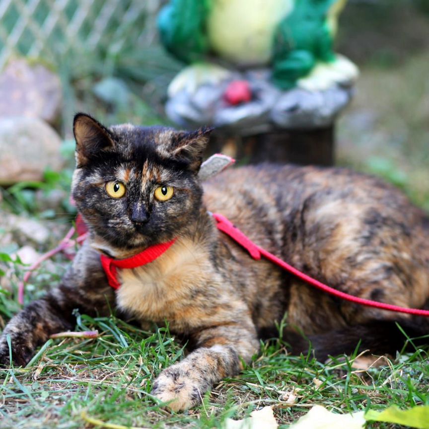 Кошка в добрые руки