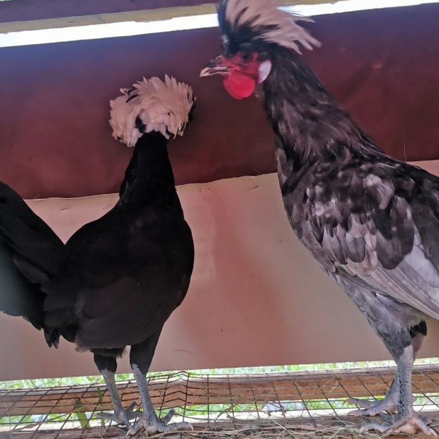 Польская белохохлая