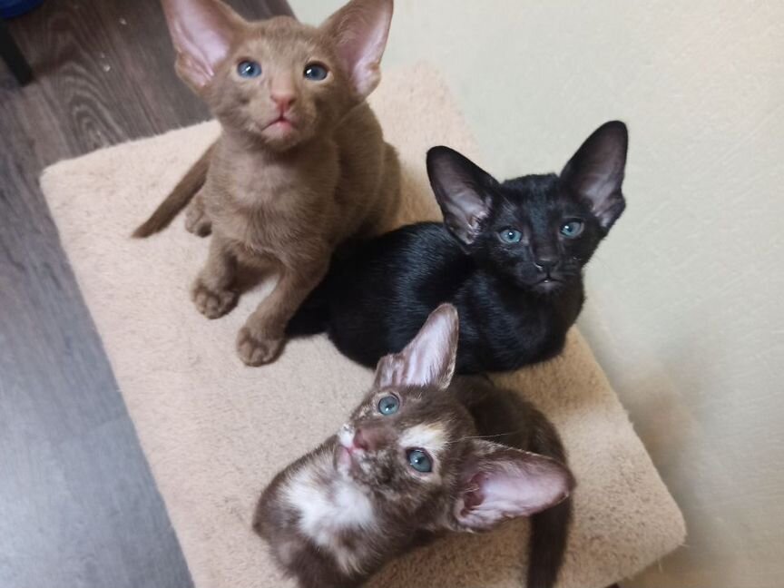 Ориентальные котята