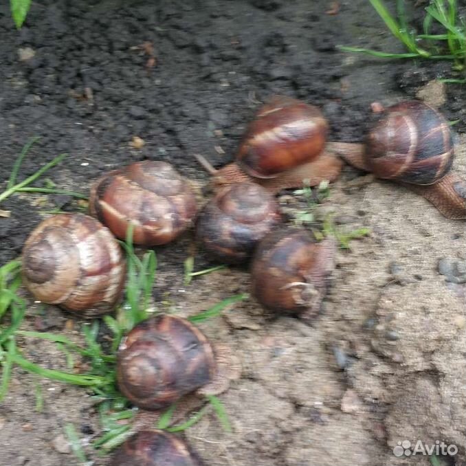 Виноградные улитки в наличии