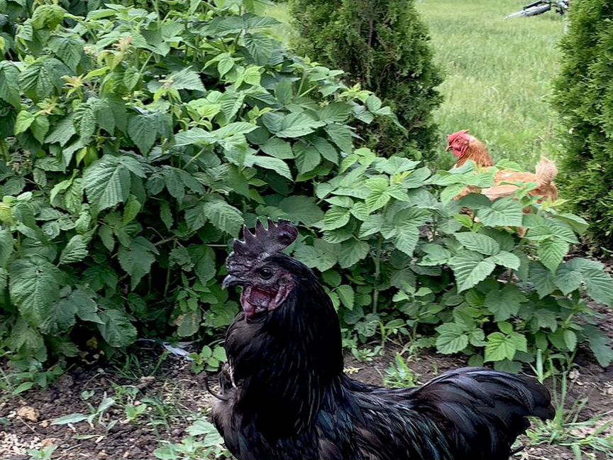 Петух ухейилюй