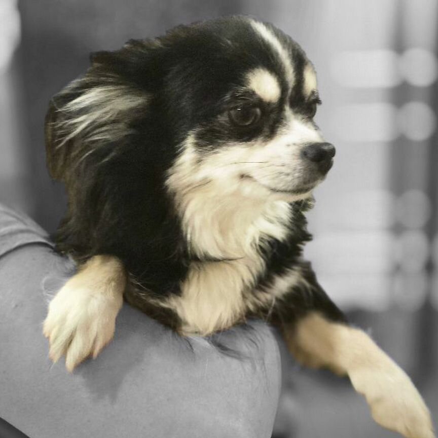 Чихуахуа, щенок