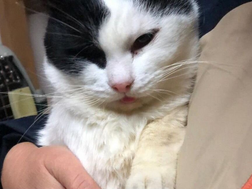 Грустно, когда ты никому не нужен. Котик ищет дом