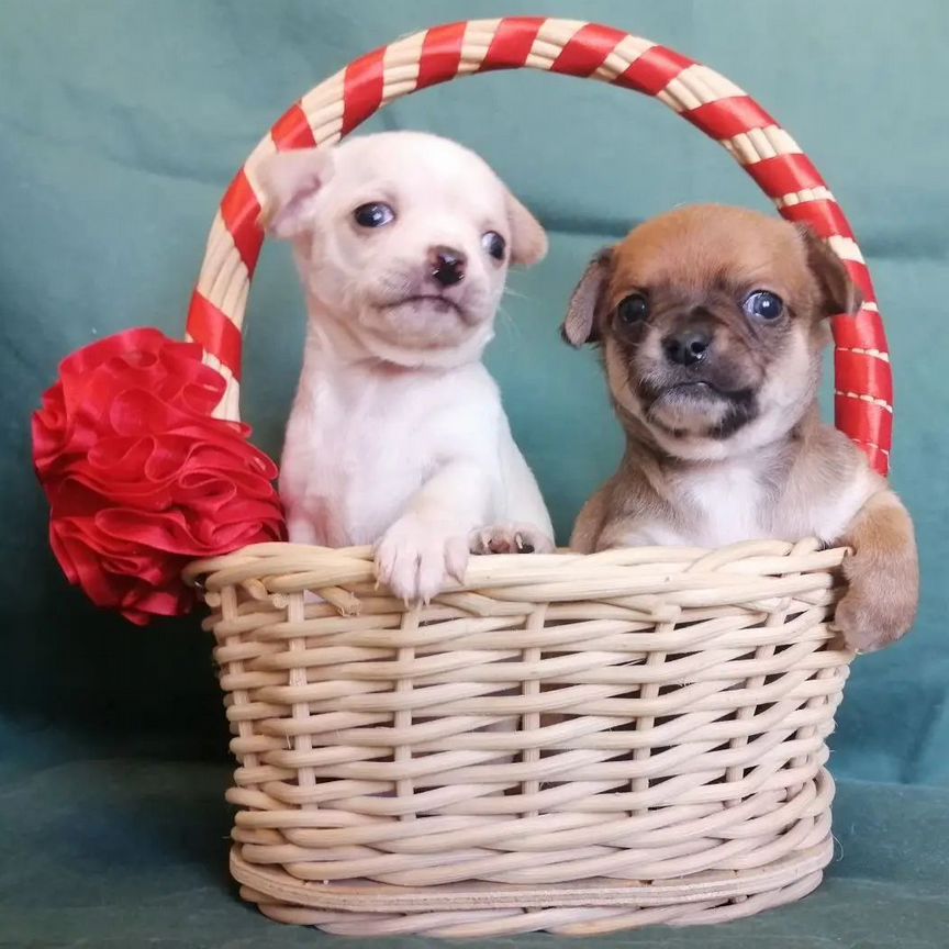 Чихуахуа, щенок