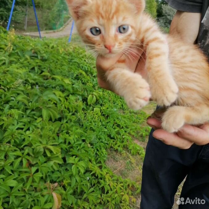 Котёнок породы бобтейл
