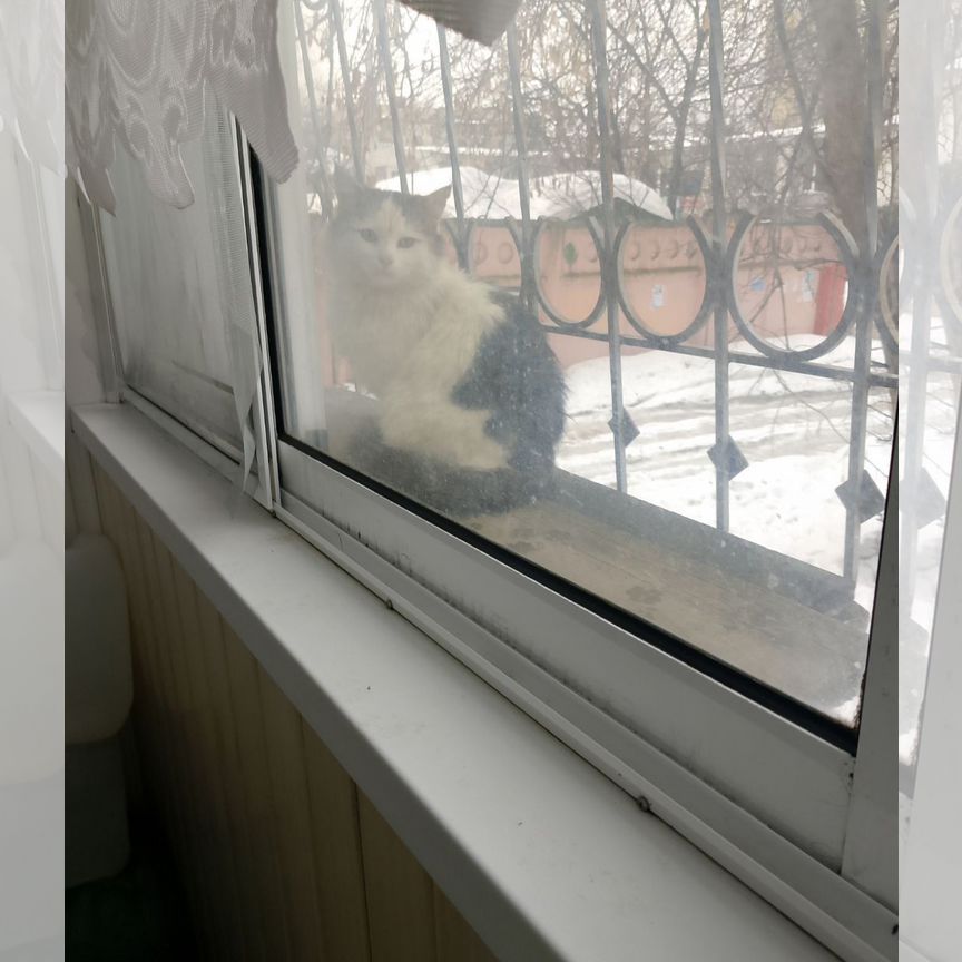 Взрослый кот в добрые руки