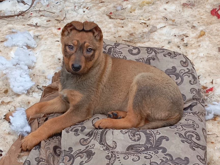 Щенок в добрые руки