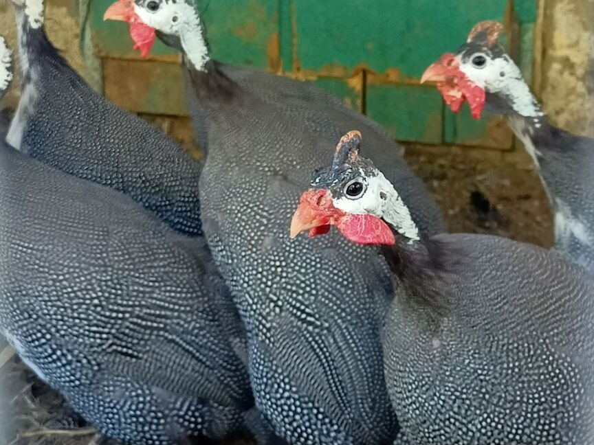 Цесарки, куры, петушки
