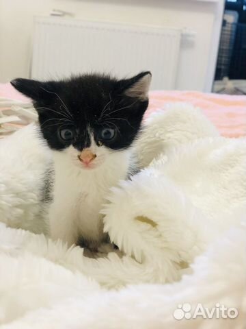 Котенок в добрые руки