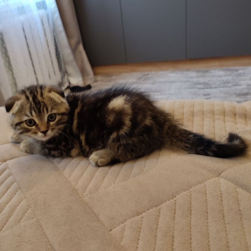 Шотландские котята