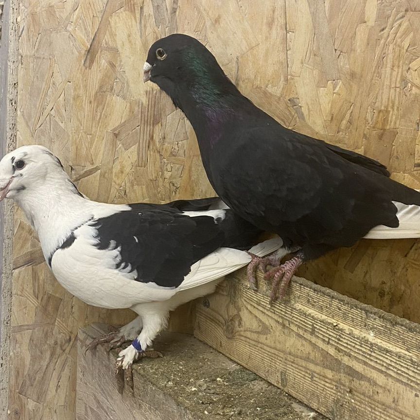 Голубь Адана Турецкий