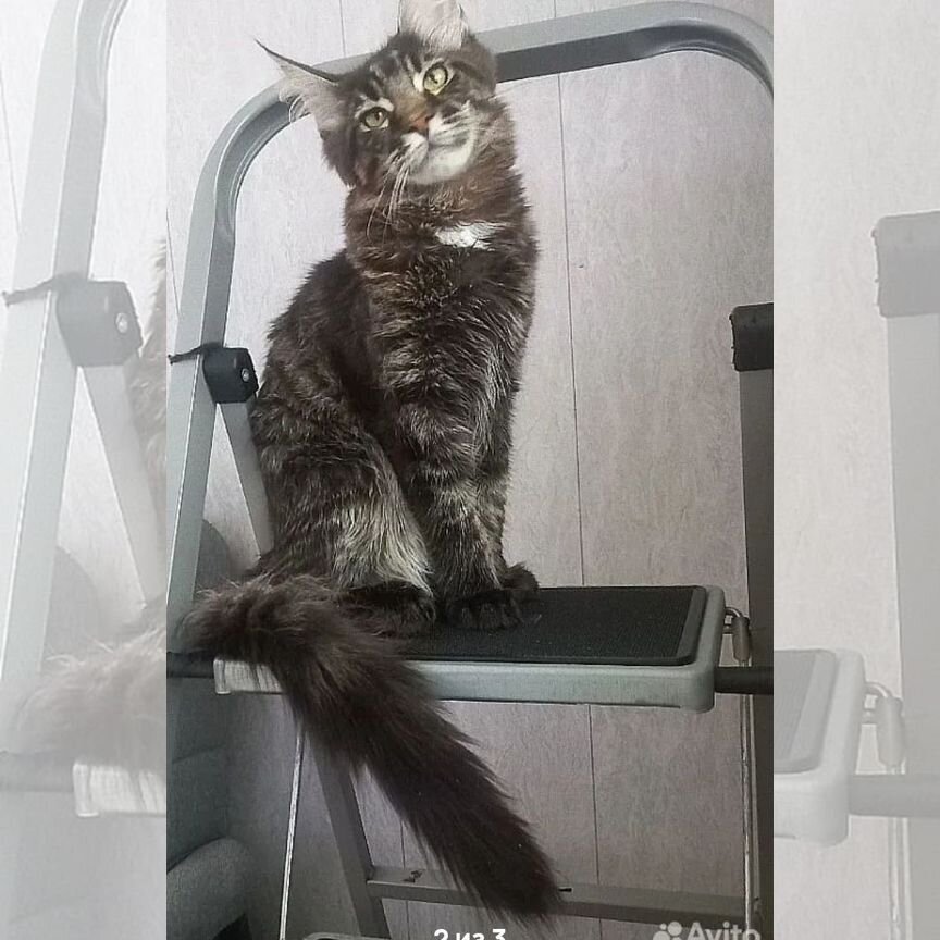 Мейн-кун котёнок