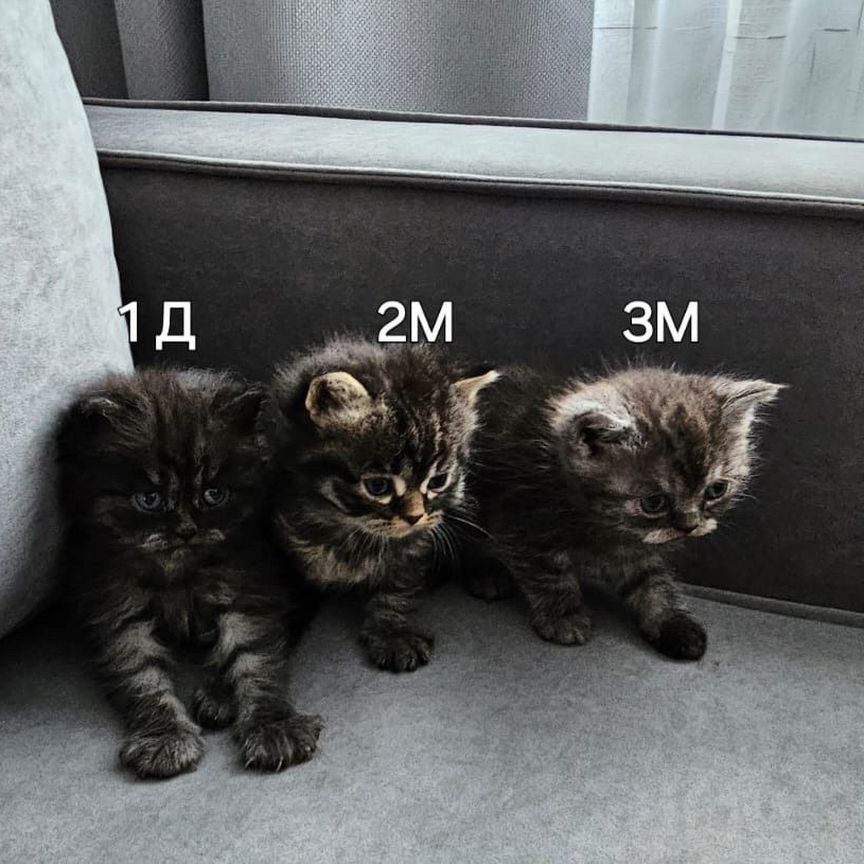 Отдам в хорошие руки котенка