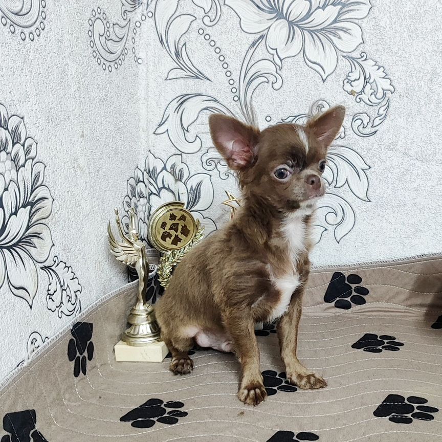 Симпатяшка мальчик Чихуахуа