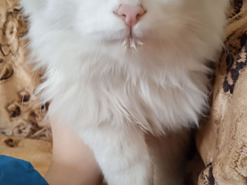 Кошка в дар бесплатно