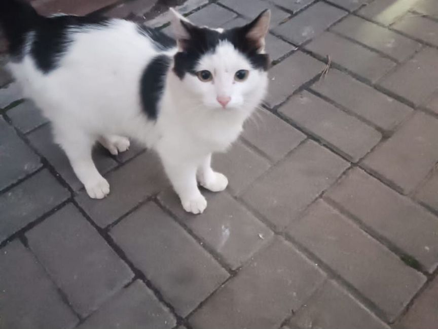 Кошенька Стася ищет дом (стерилизована)