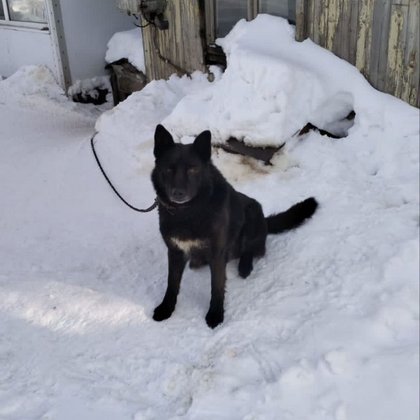 Отдам хорошего сторожевого пса, 5 лет