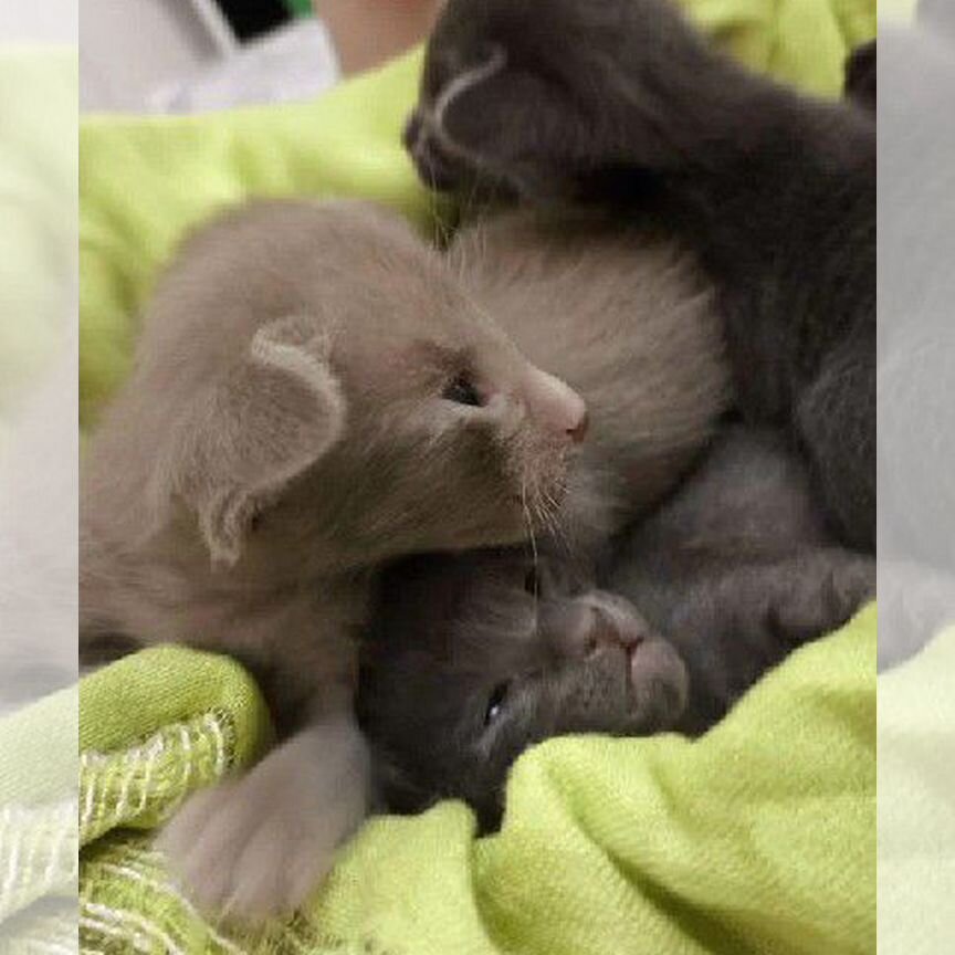 Ориентальный котёнок