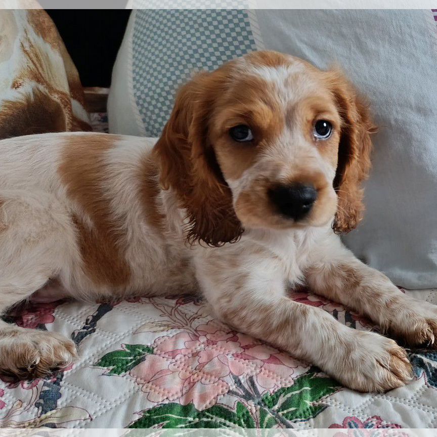 Русский охотничий спаниель