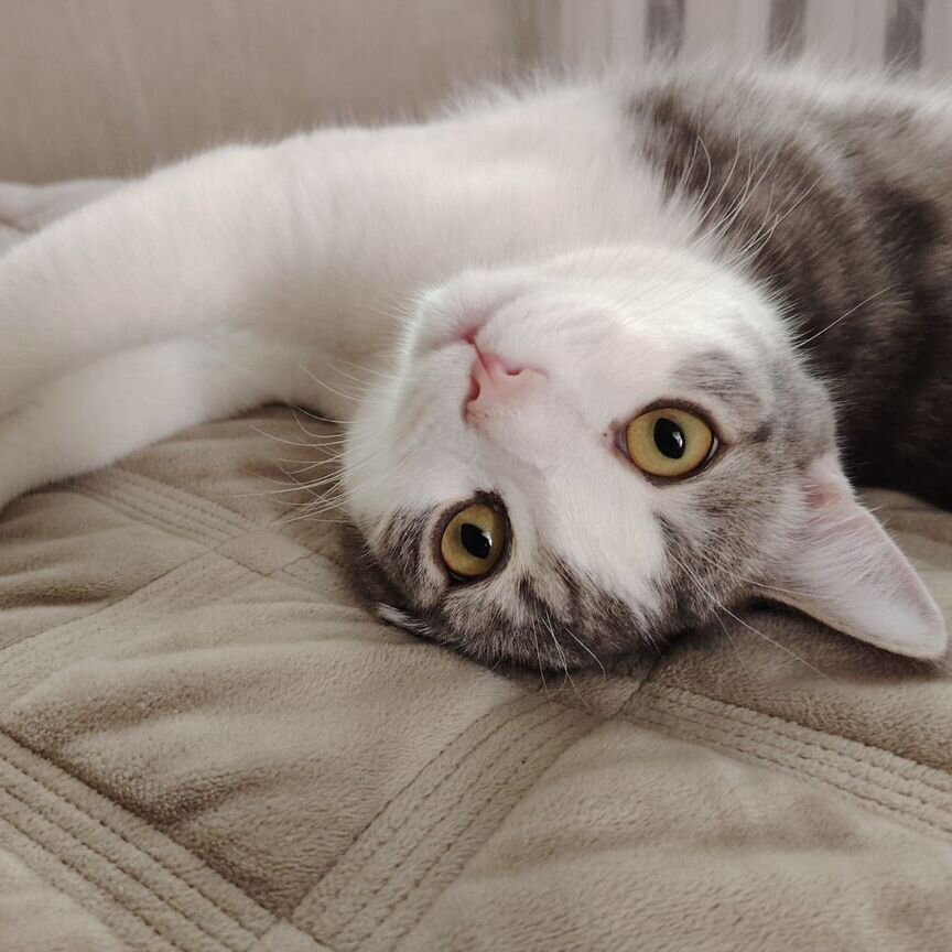 Британский короткошёрстный кот, взрослый