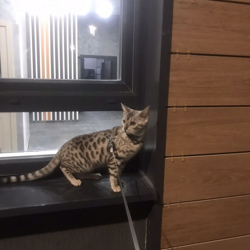Бенгальская кошка очень сильно хочет котика