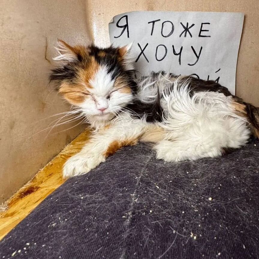 Взрослая, кошка в добрые руки