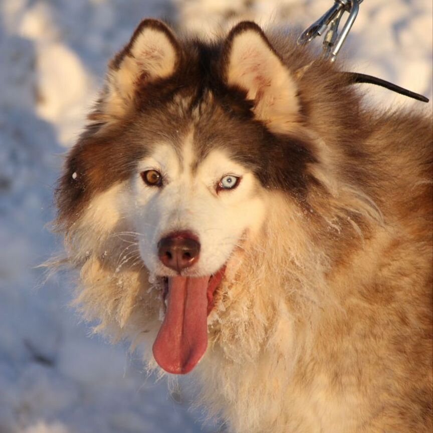 Маламут, огненная красотка