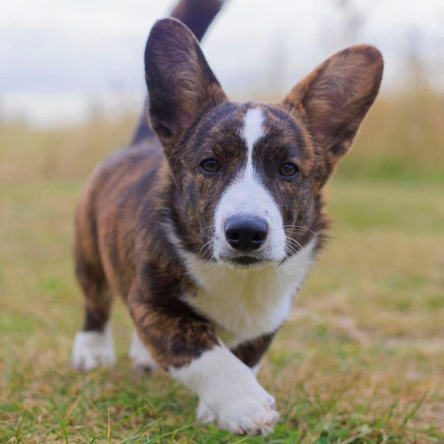 Отдам щенка Вельш Корги