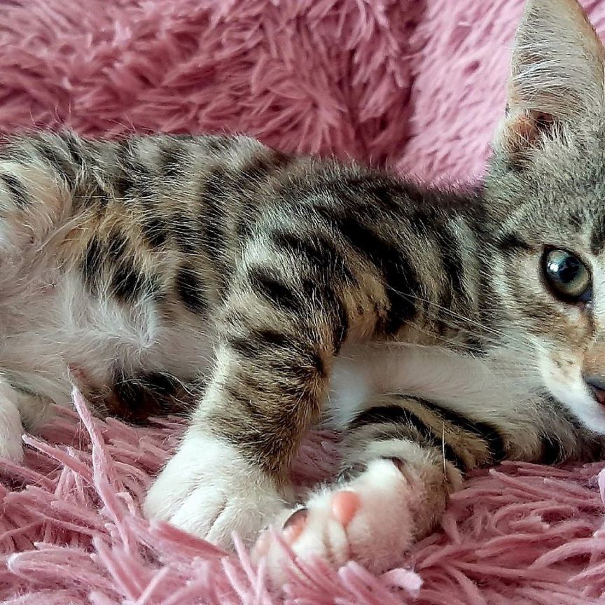 Котята