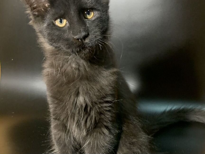 Котик мейн-кун 3,5 месяца с документами