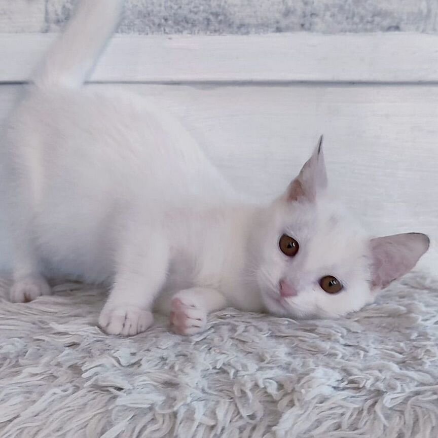 Белоснежный котенок -девочка, мечтает о доме