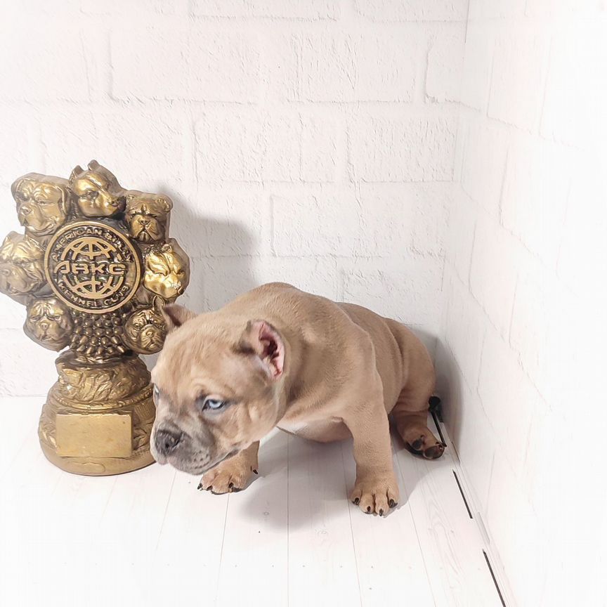 Американский булли микро покет