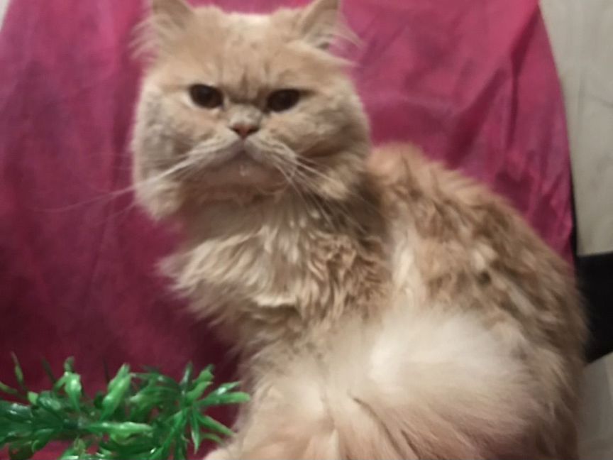 Персидский кот вязка