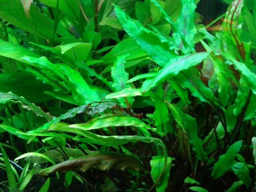 Криптокорина вендта зеленая