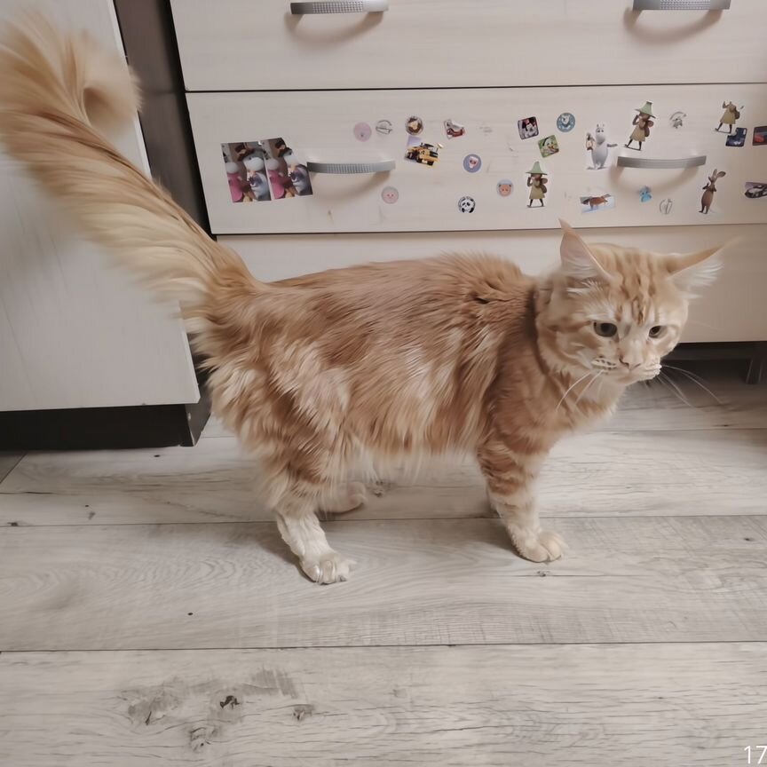 Мейн-кун, взрослая кошка