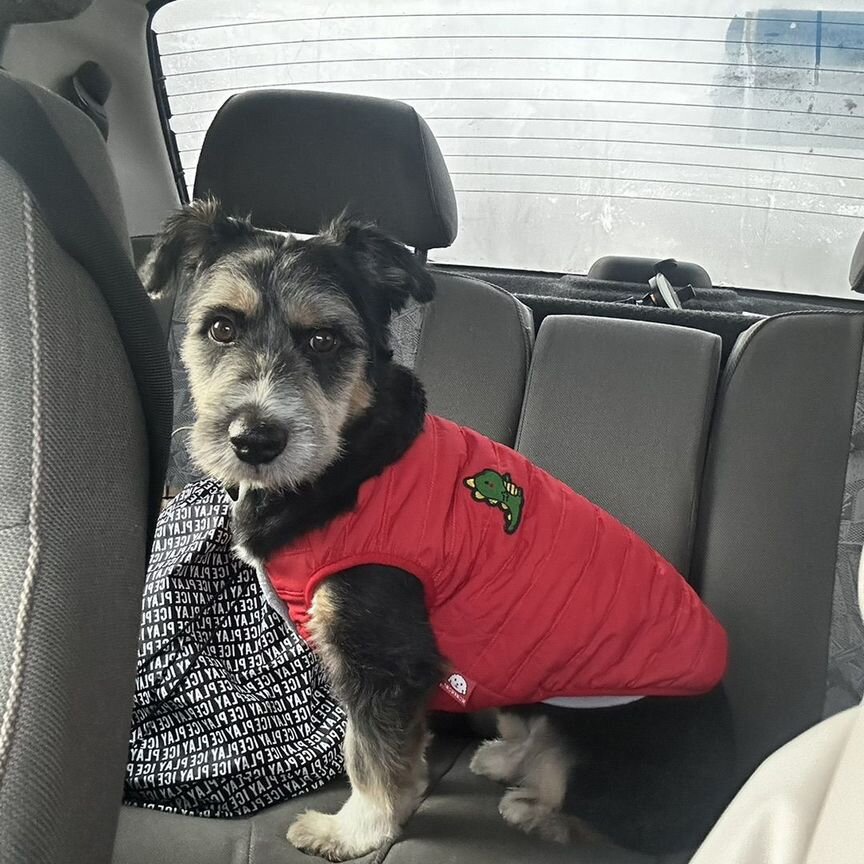 Зимняя жилетка для собаки