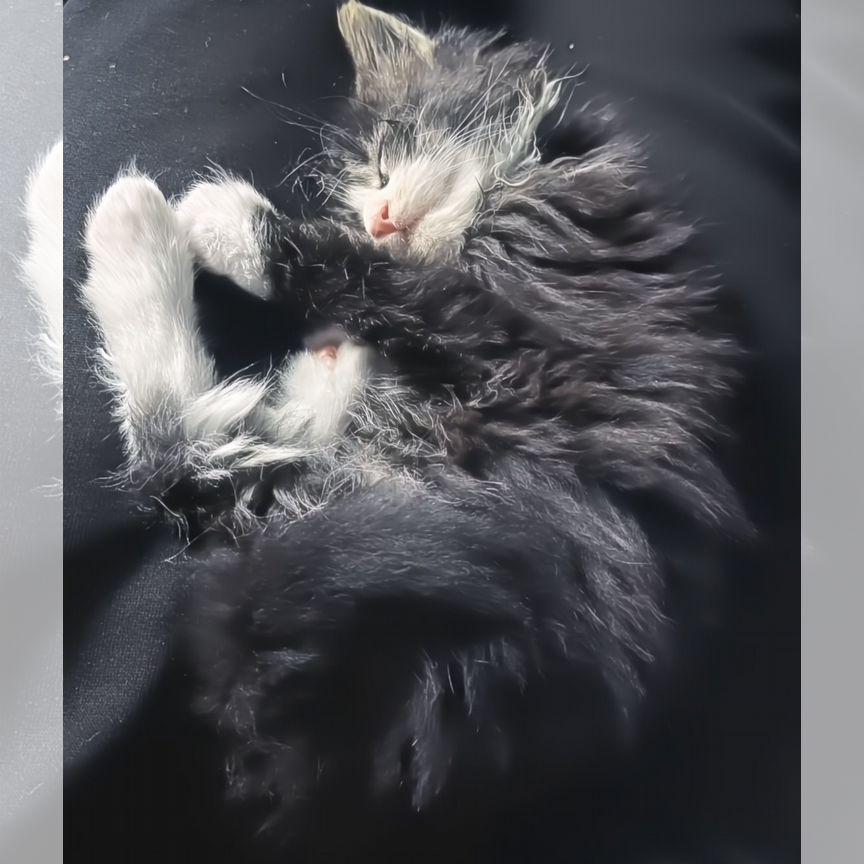 Мейн-кун котёнок