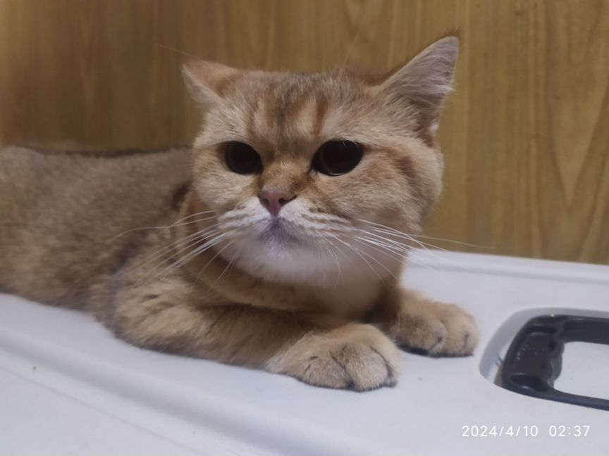 Британская кошка в совладение, бизнес