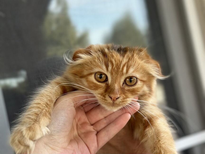 Котенок скотиш британский вислоухий девочка