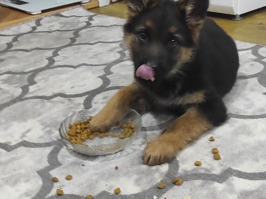 Продам немецкую овчарку