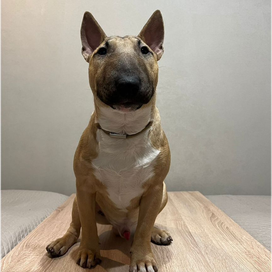 Мини-бультерьер, щенок