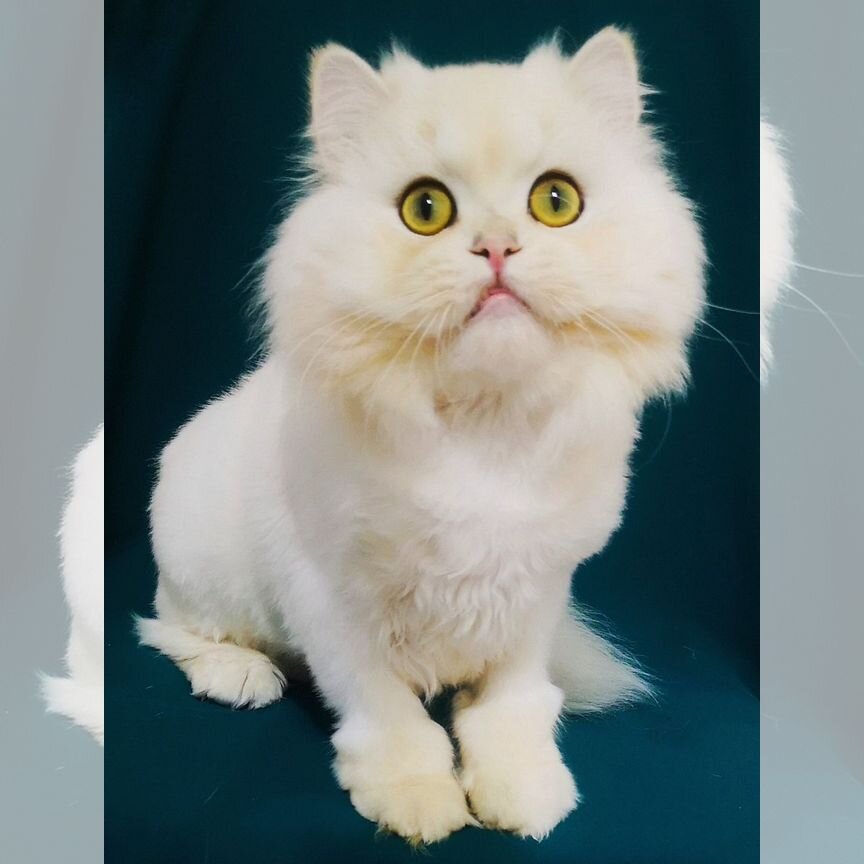 Британский котик