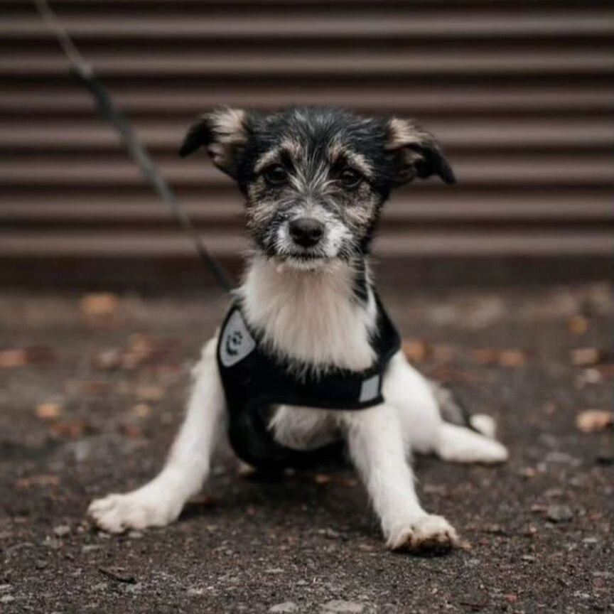 Малышка Мира 4,5 кг 7 мес в добрые руки