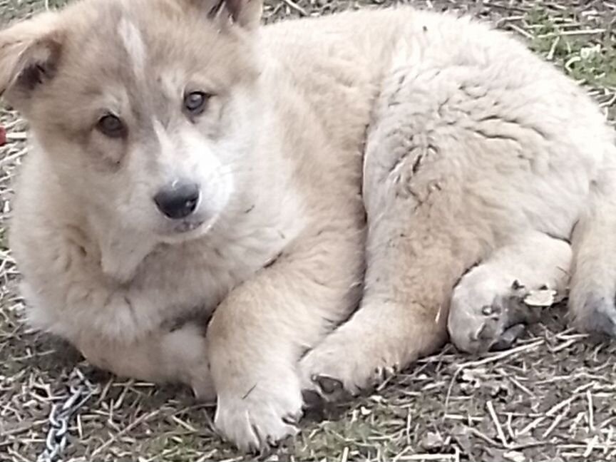 Собака в добрые руки отдам бесплатно