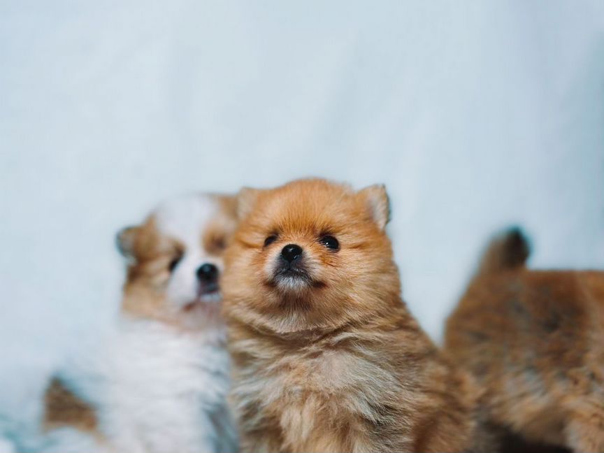 Померанский шпиц медвежьего типа