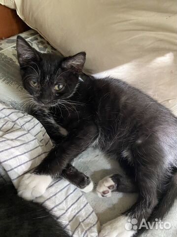 Котёнок Джонс в добрые руки