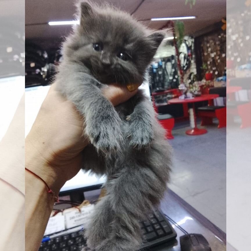 Мейн-кун котёнок