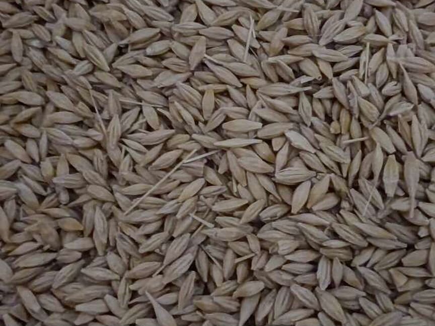 Ячмень в мешках, дерть