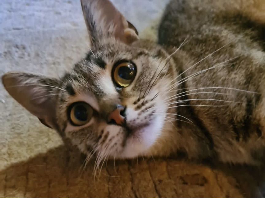 Ласковая полосатая малышка ищет дом