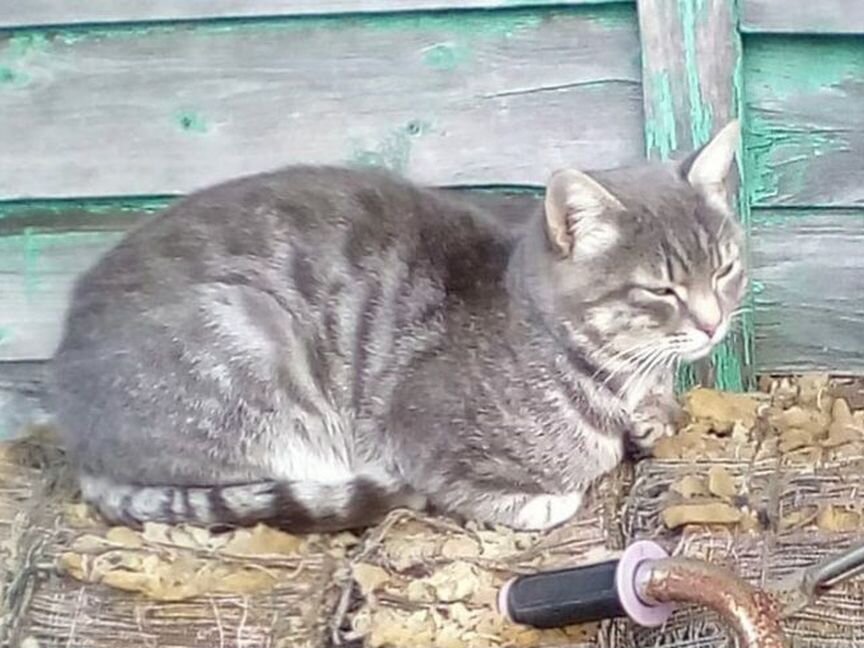 Дом или передержка для кота и кошки годовалым